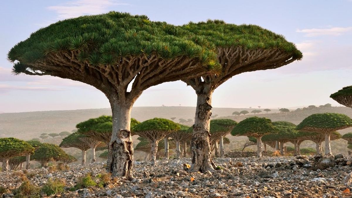 Pulau Socotra, Yaman: Rumah Pohon Darah Naga yang Langka - Tempat ...